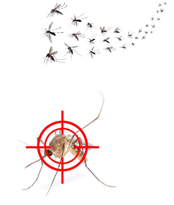 Landing Page Mosquitos - lnsect.com
